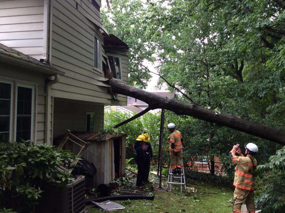 What Trees are Good to Plant Around Your House?